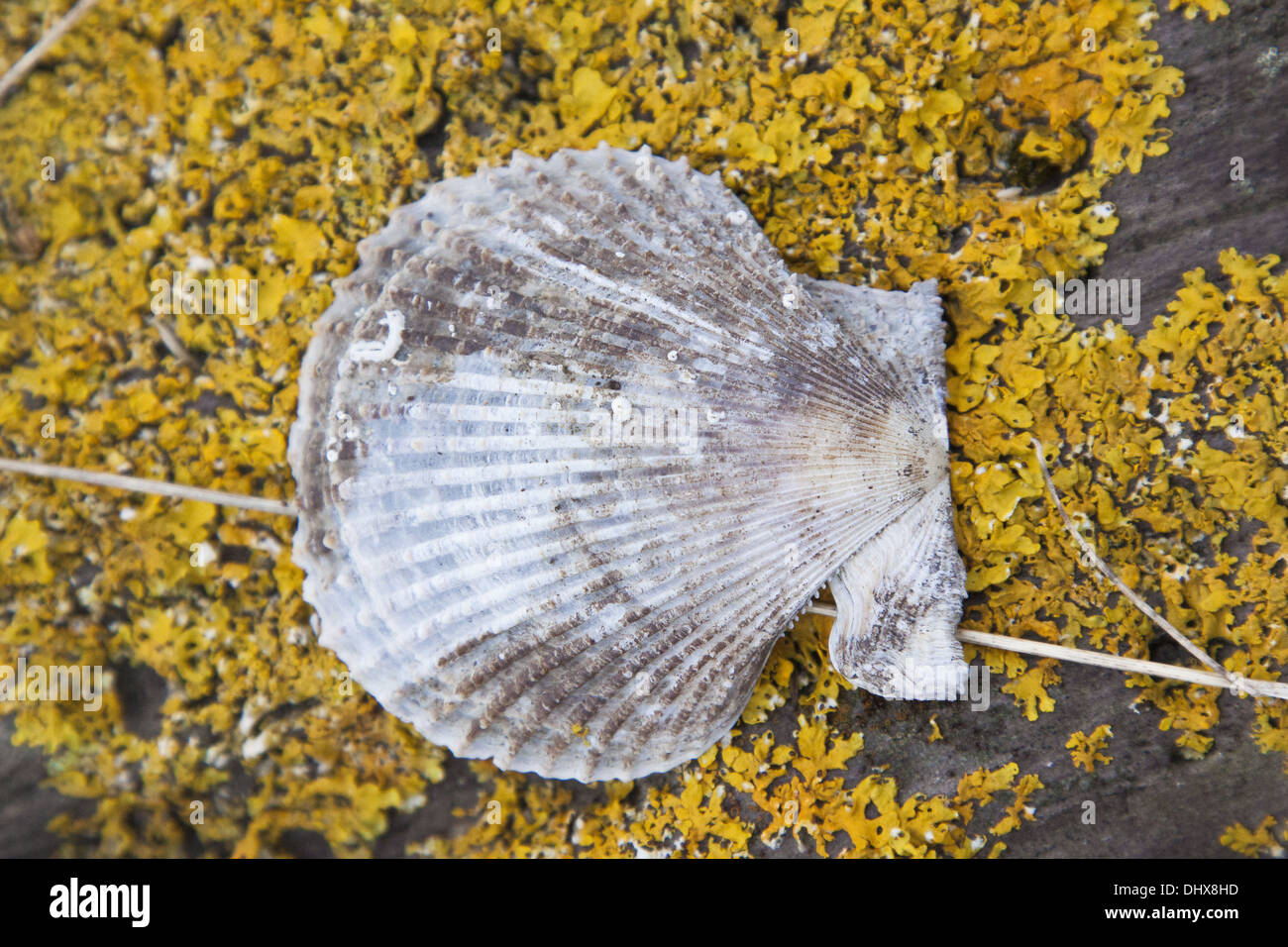 Shell on the rock Stock Photo - Alamy