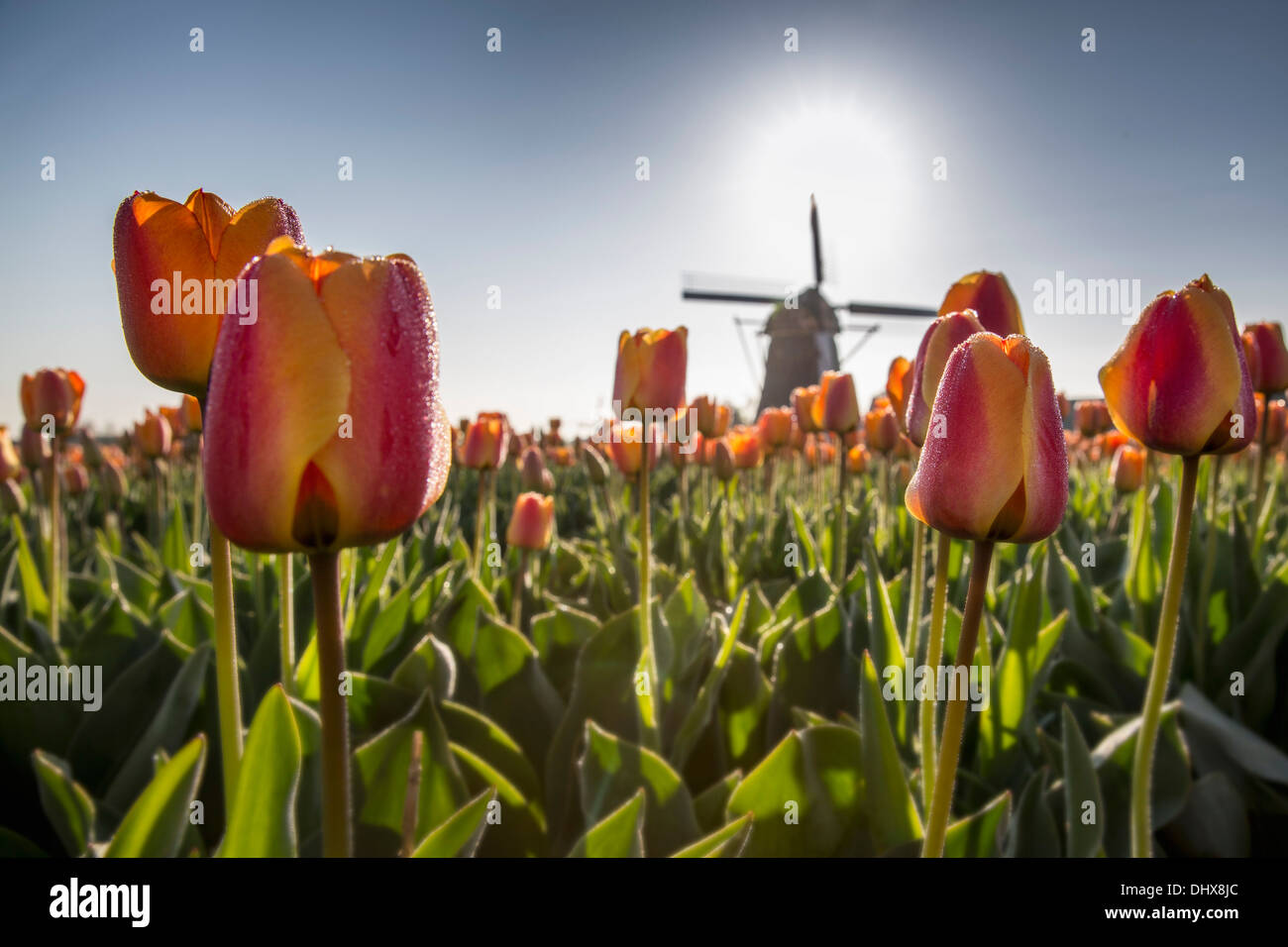 Netherlands, Noordwijkerhout, Tulip field, windmill Stock Photo - Alamy
