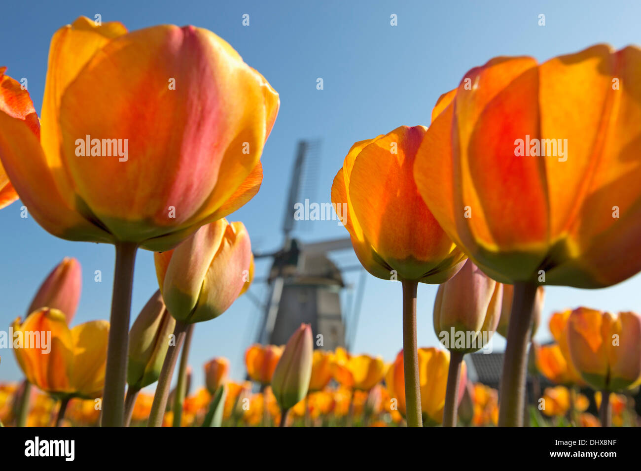 Netherlands, Noordwijkerhout, Tulip field, windmill Stock Photo - Alamy