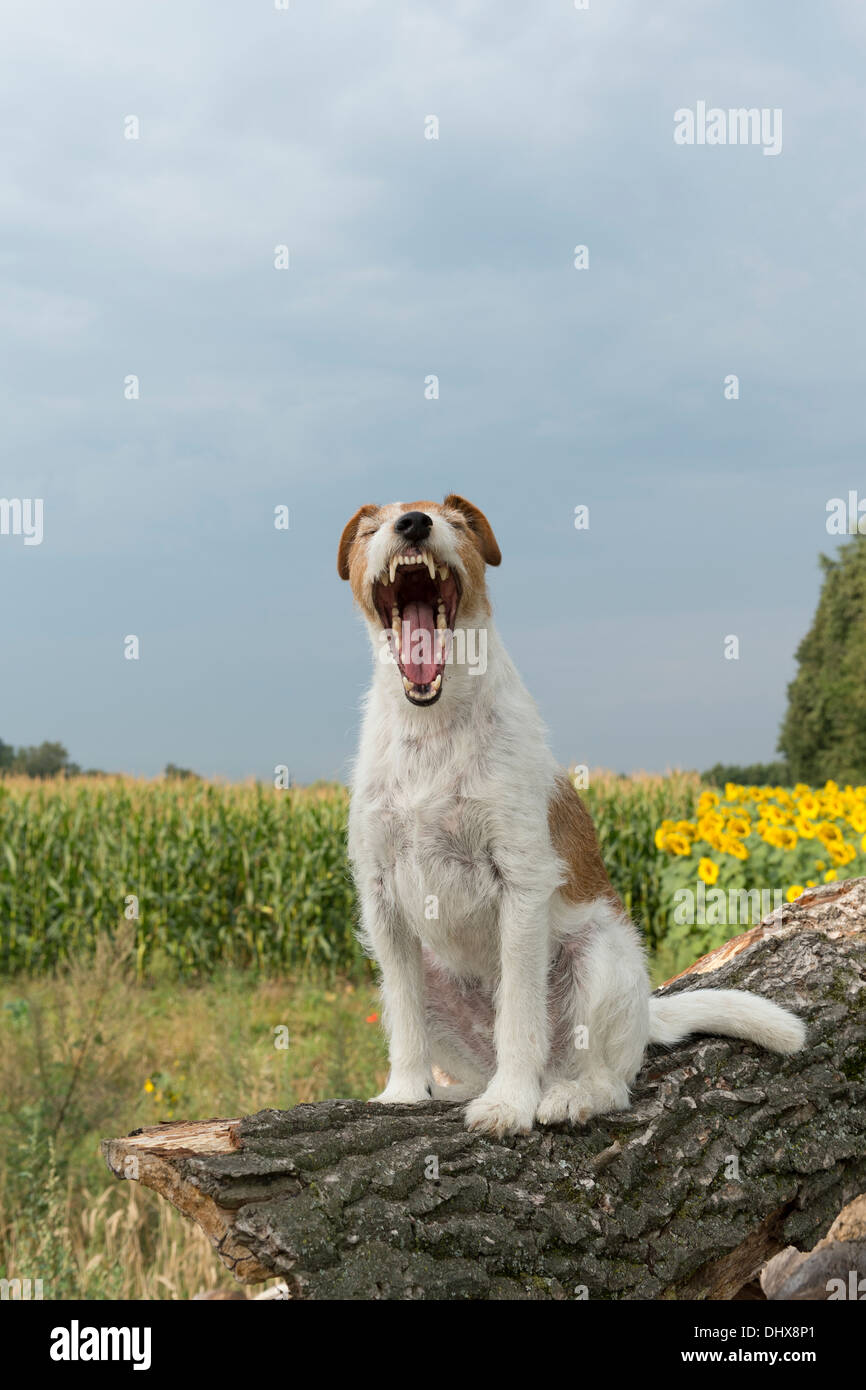 Dog yawning hi-res stock photography and images - Alamy