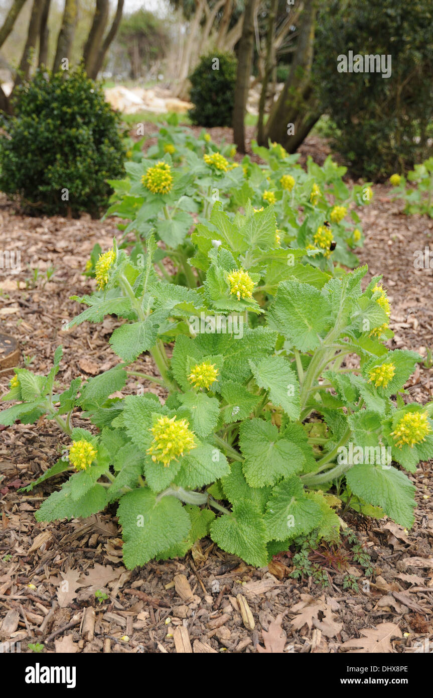 Braunwurzen hi-res stock photography and images - Alamy