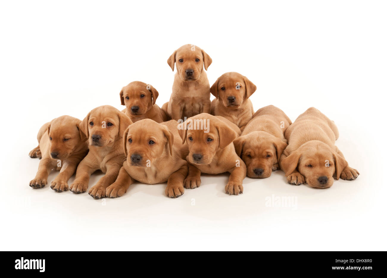 Nine Labrador puppies Stock Photo - Alamy