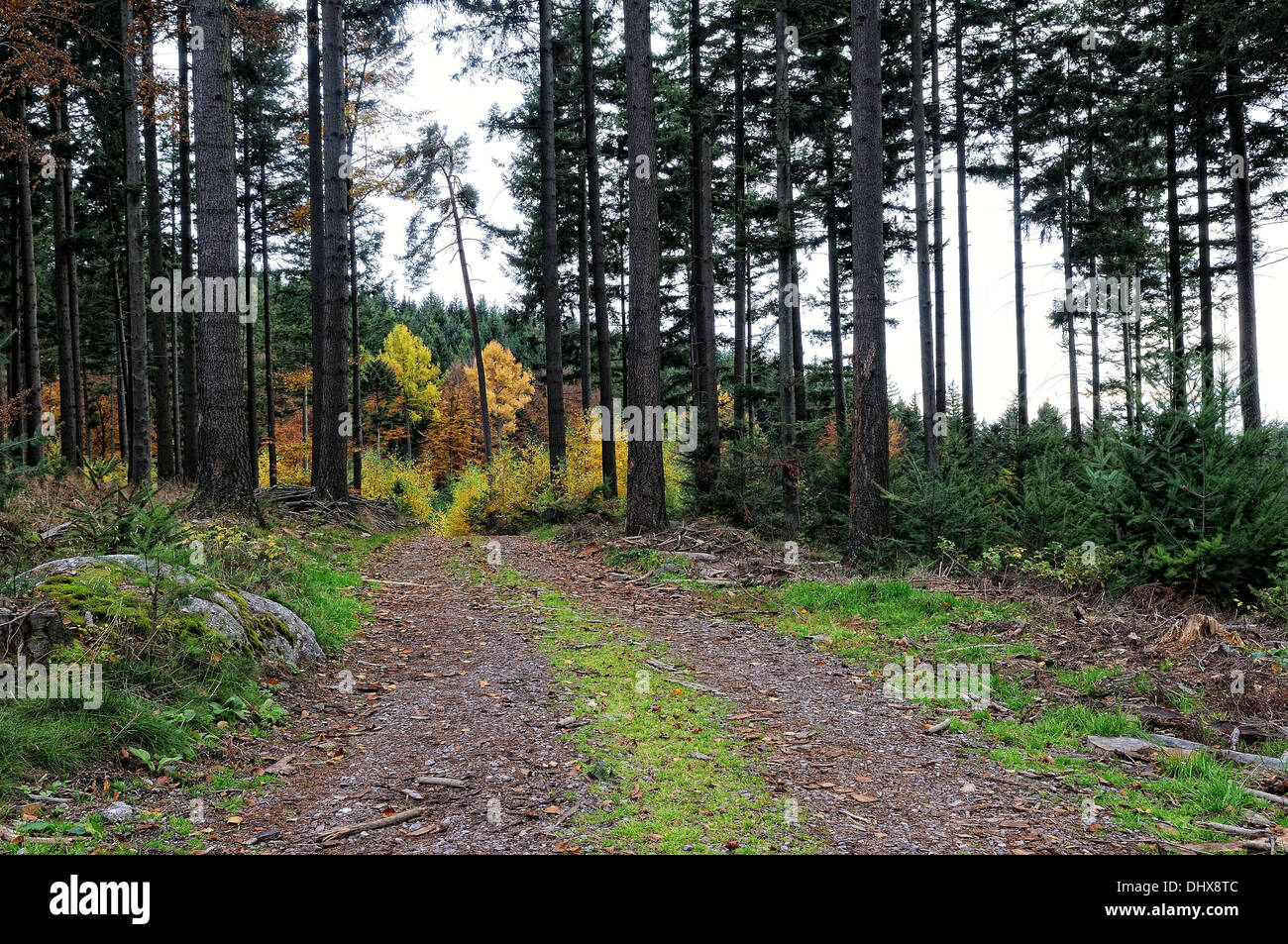 Black forest high forest hi-res stock photography and images - Alamy