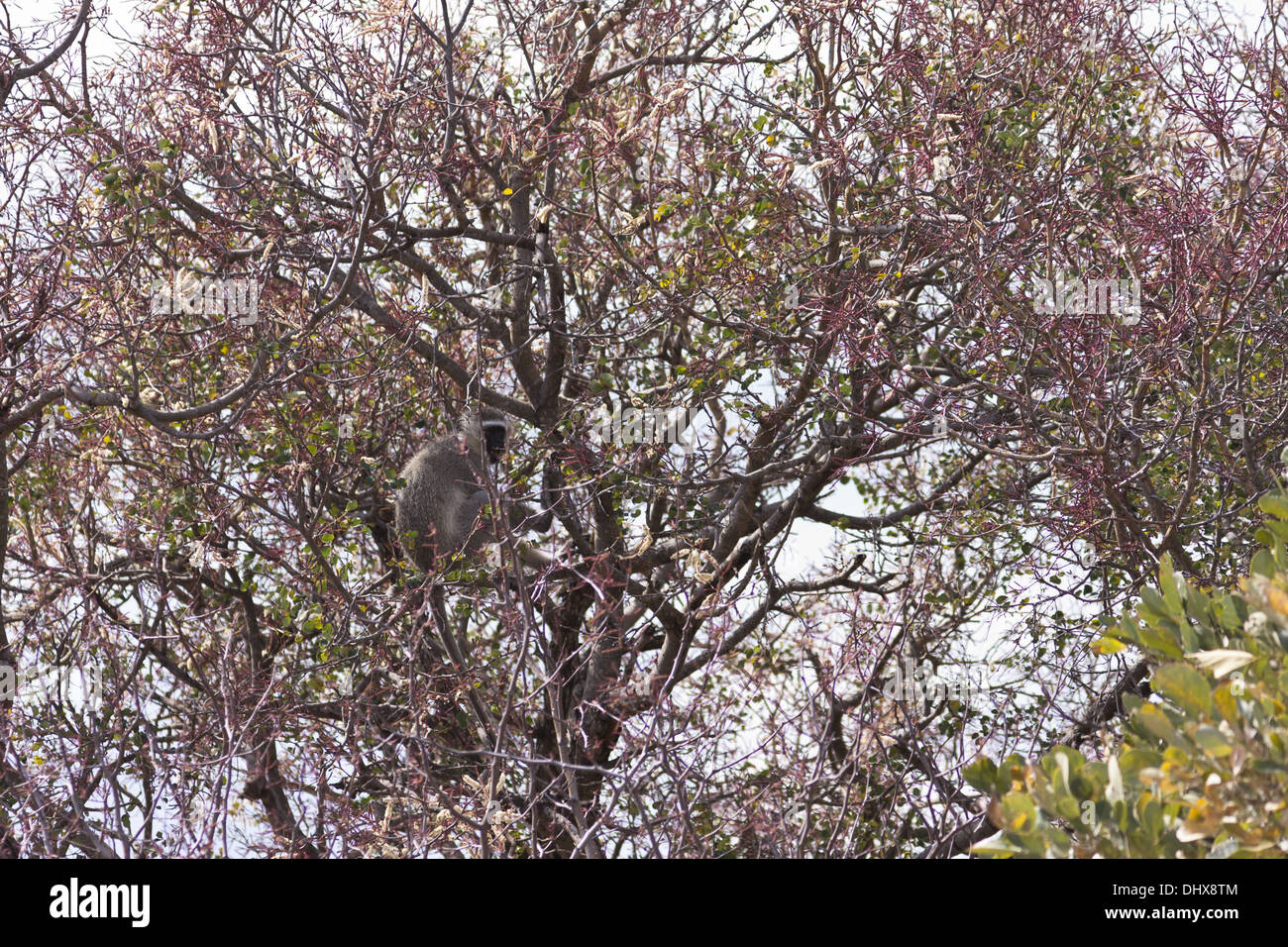 Monkey in a tree Stock Photo - Alamy