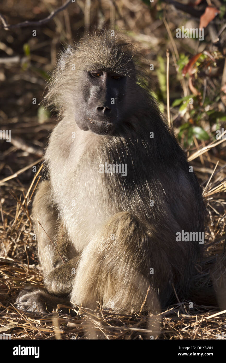 Monkey in the Kruger National Park Stock Photo - Alamy