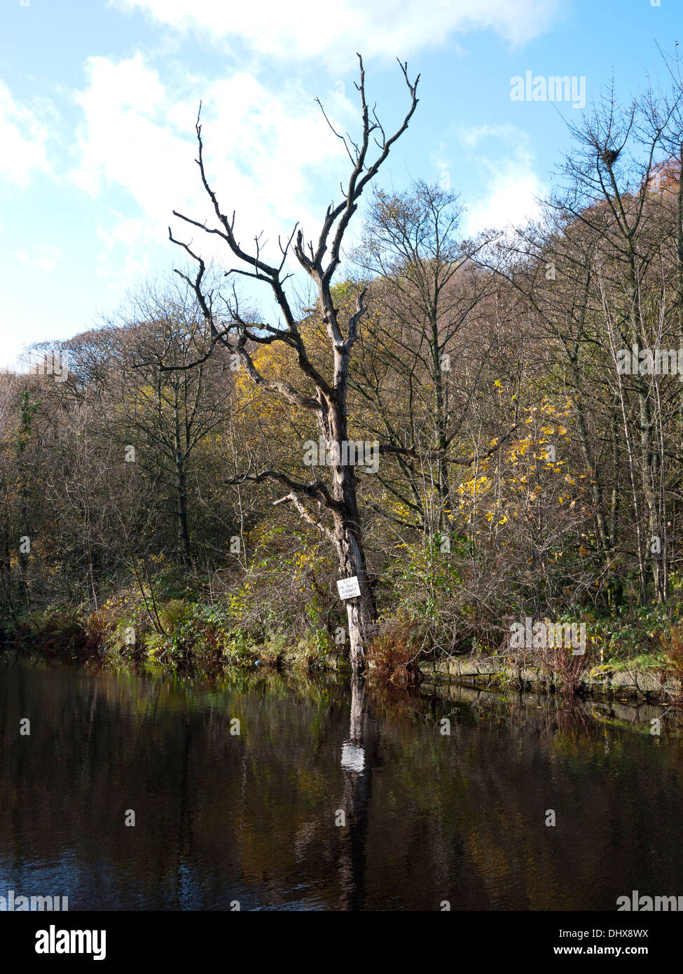 Dead tree, Huddersfield Canal, Dobcross, Oldham, Saddleworth, UK Stock ...