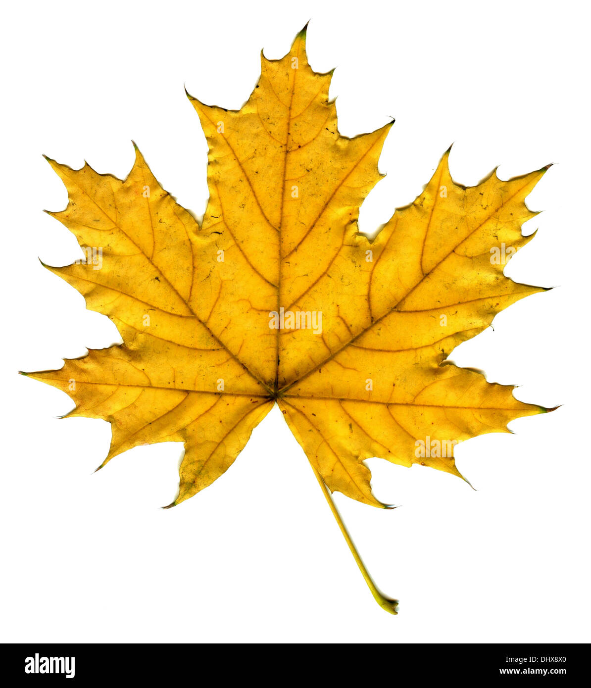 maple leaf isolated Stock Photo - Alamy