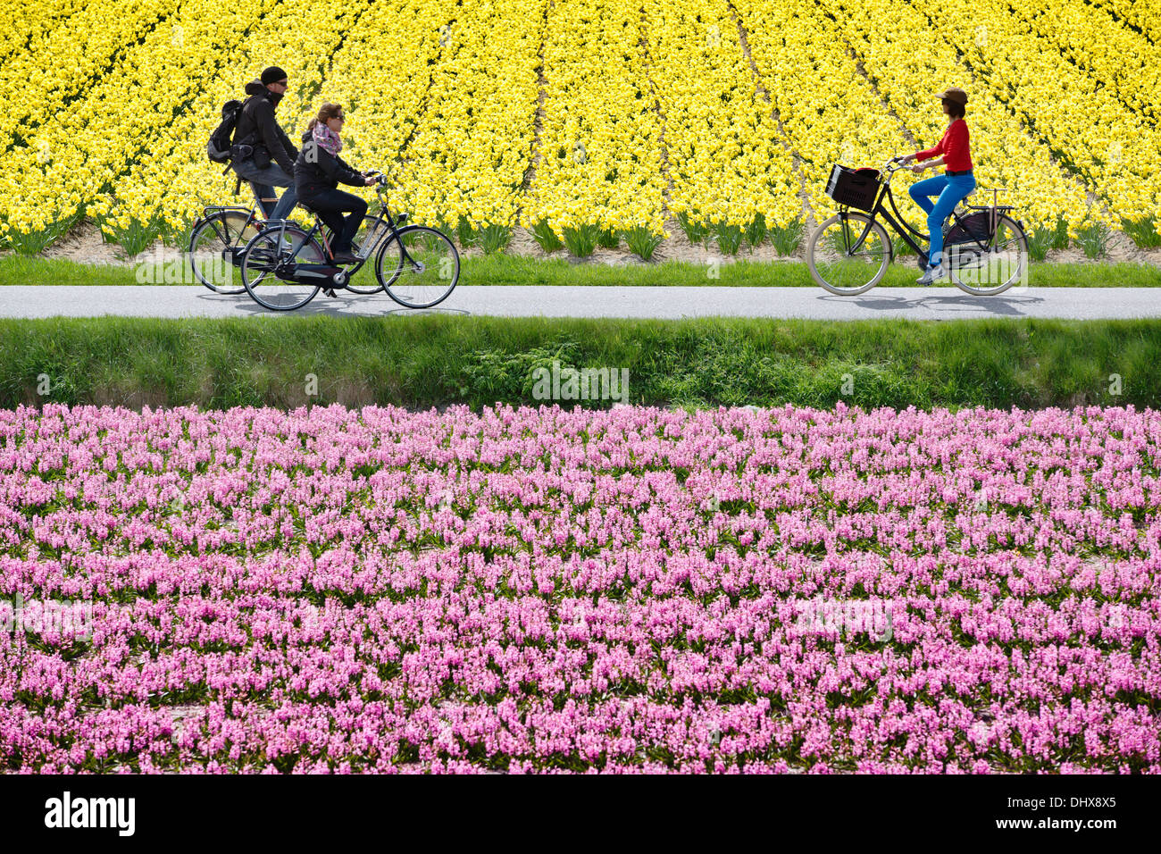 Netherlands, Lisse, Cycling between narcissus and hyacinth field Stock ...