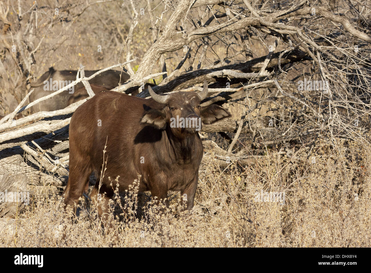 African buffalo (Syncerus caffer Stock Photo - Alamy African buffalo (Syncerus caffer Stock Photo - Alamy