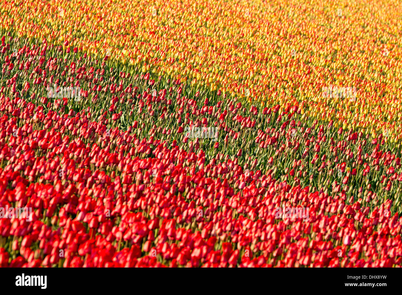 View multicolored tulip fields hi-res stock photography and images - Alamy