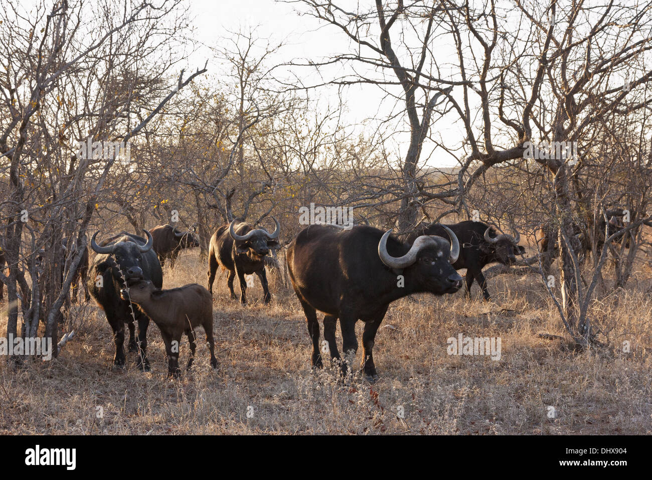 Afrikanischer buffel hi-res stock photography and images - Alamy