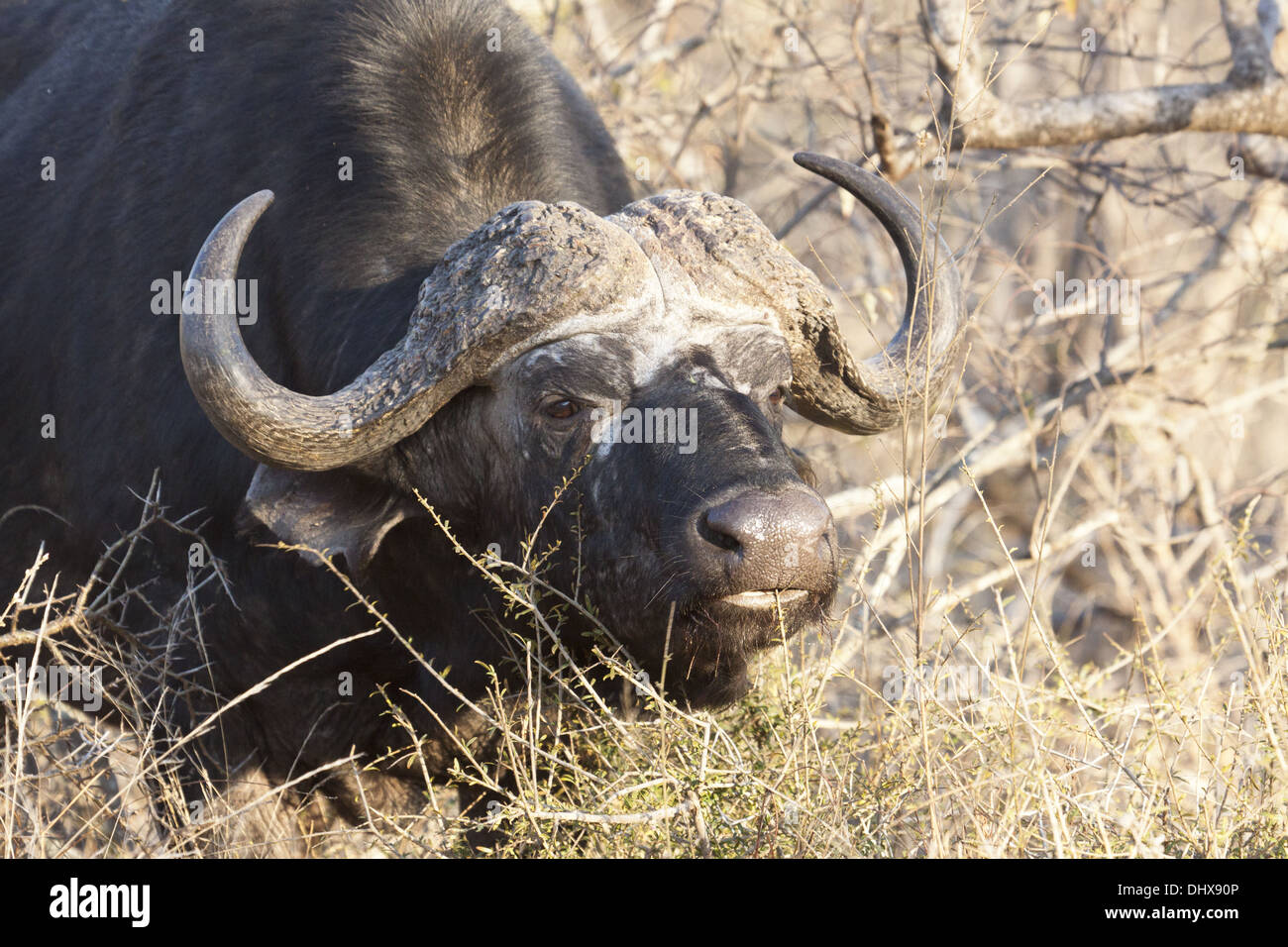 African buffalo (Syncerus caffer Stock Photo - Alamy