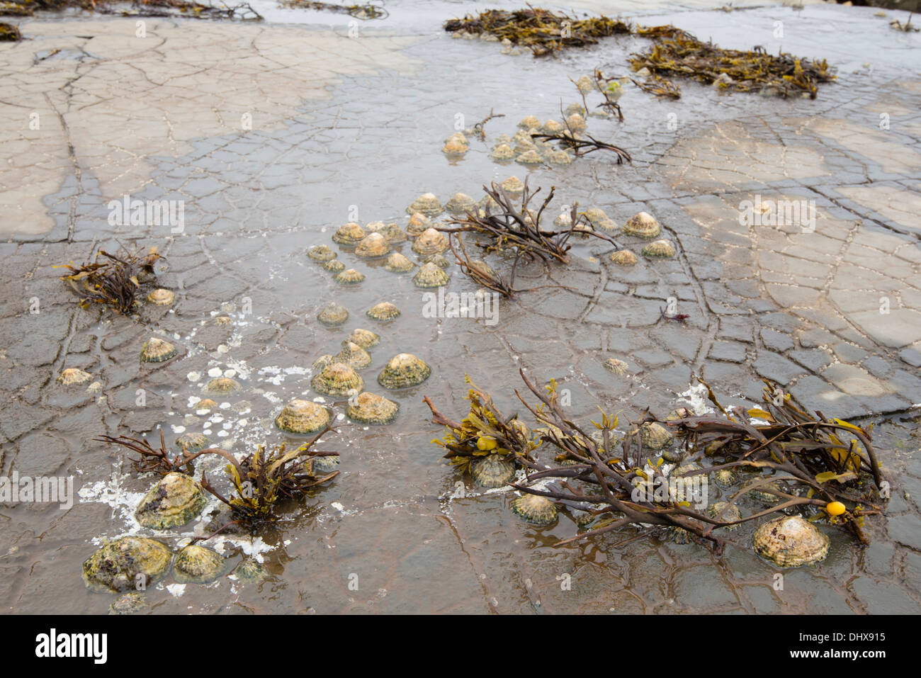 Limpet portrait hi-res stock photography and images - Alamy