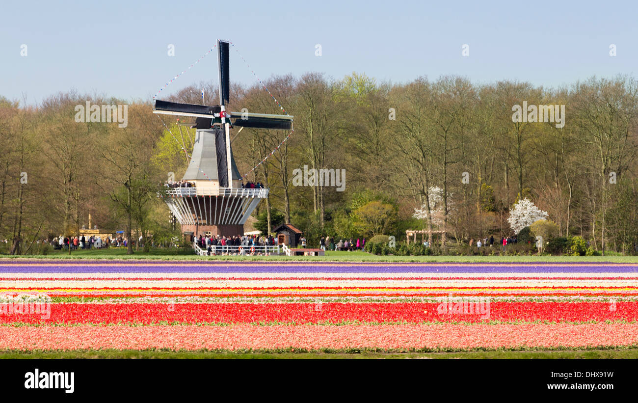 Netherlands, Lisse, Tulip field. View on windmill belonging to ...
