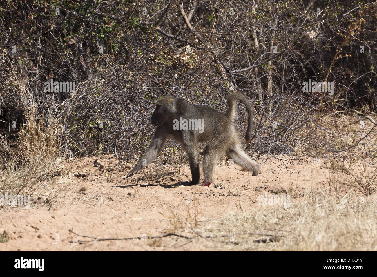 Running monkey at the ground Stock Photo - Alamy