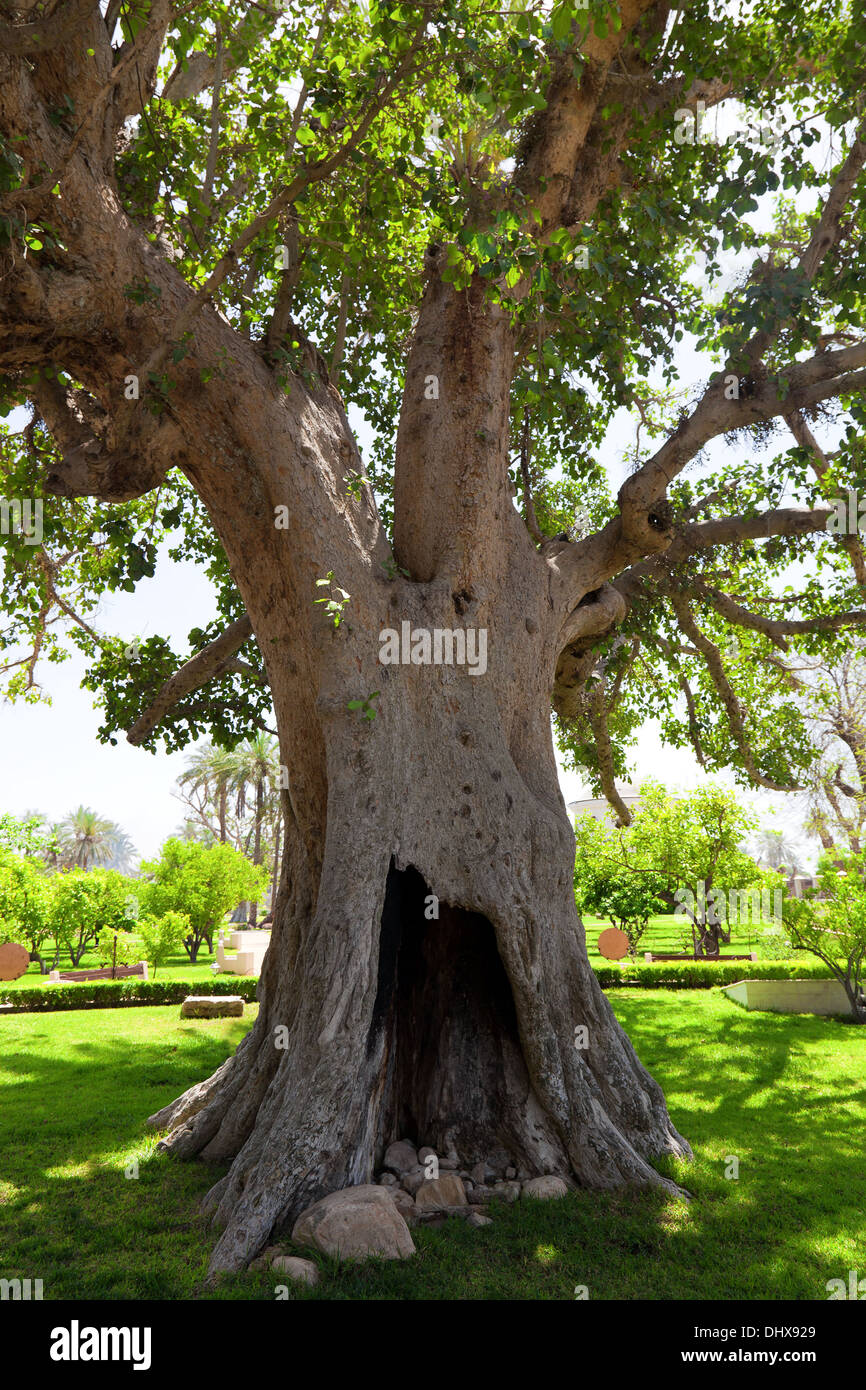 Ancient Sycamore Tree In Jericho Israel Stock Photo Alamy Ancient Sycamore Tree In Jericho Israel Stock Photo Alamy