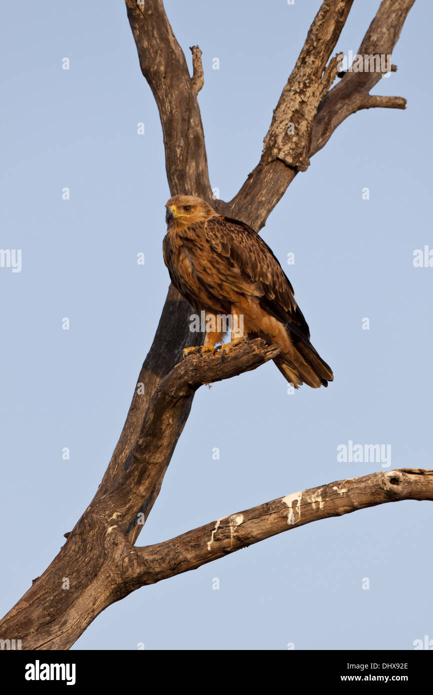Photo of eagle in tree hi-res stock photography and images - Alamy