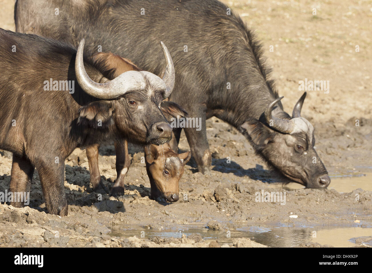 African buffalos hi-res stock photography and images - Alamy