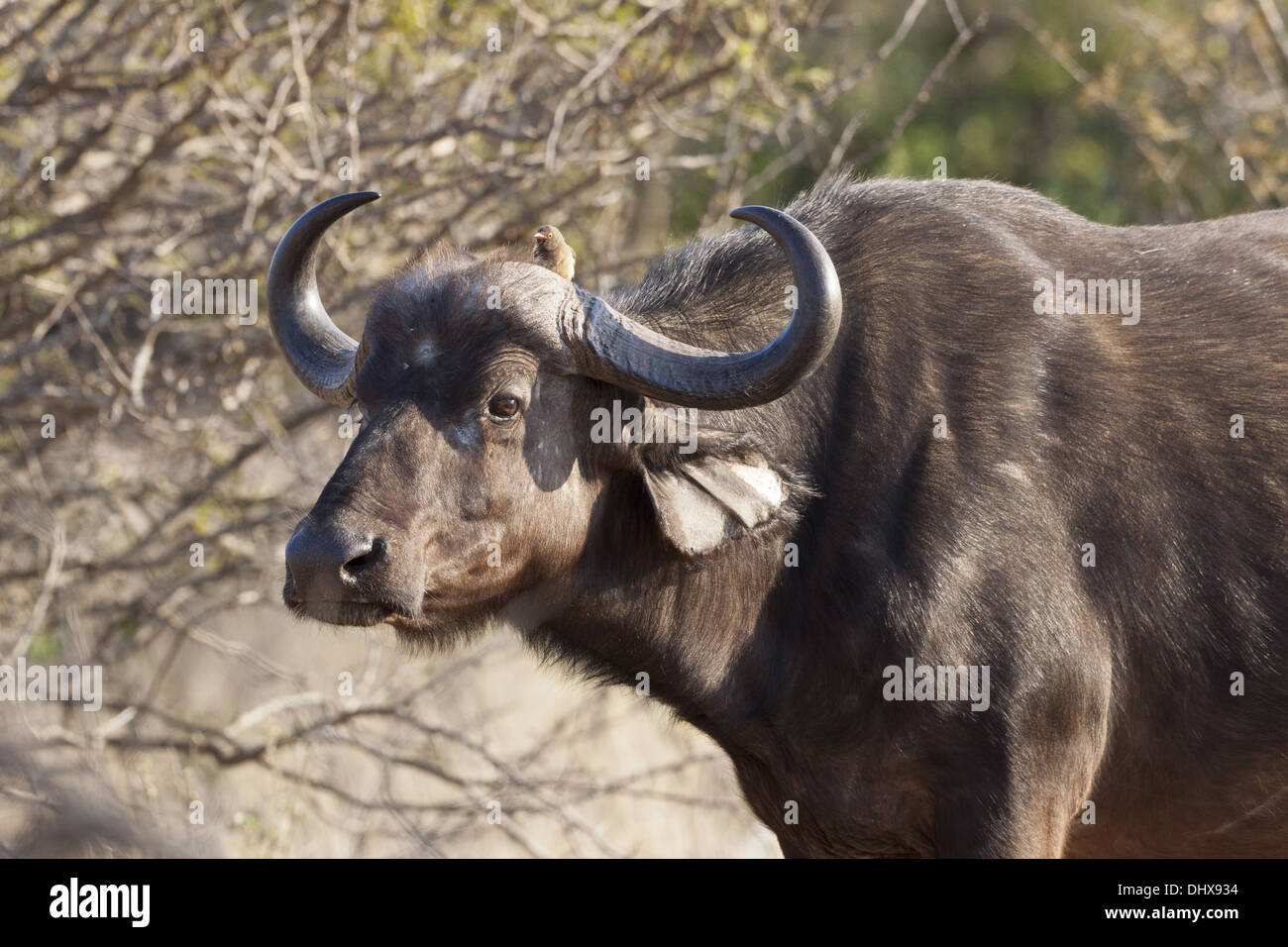 Horned ruminants hi-res stock photography and images - Alamy