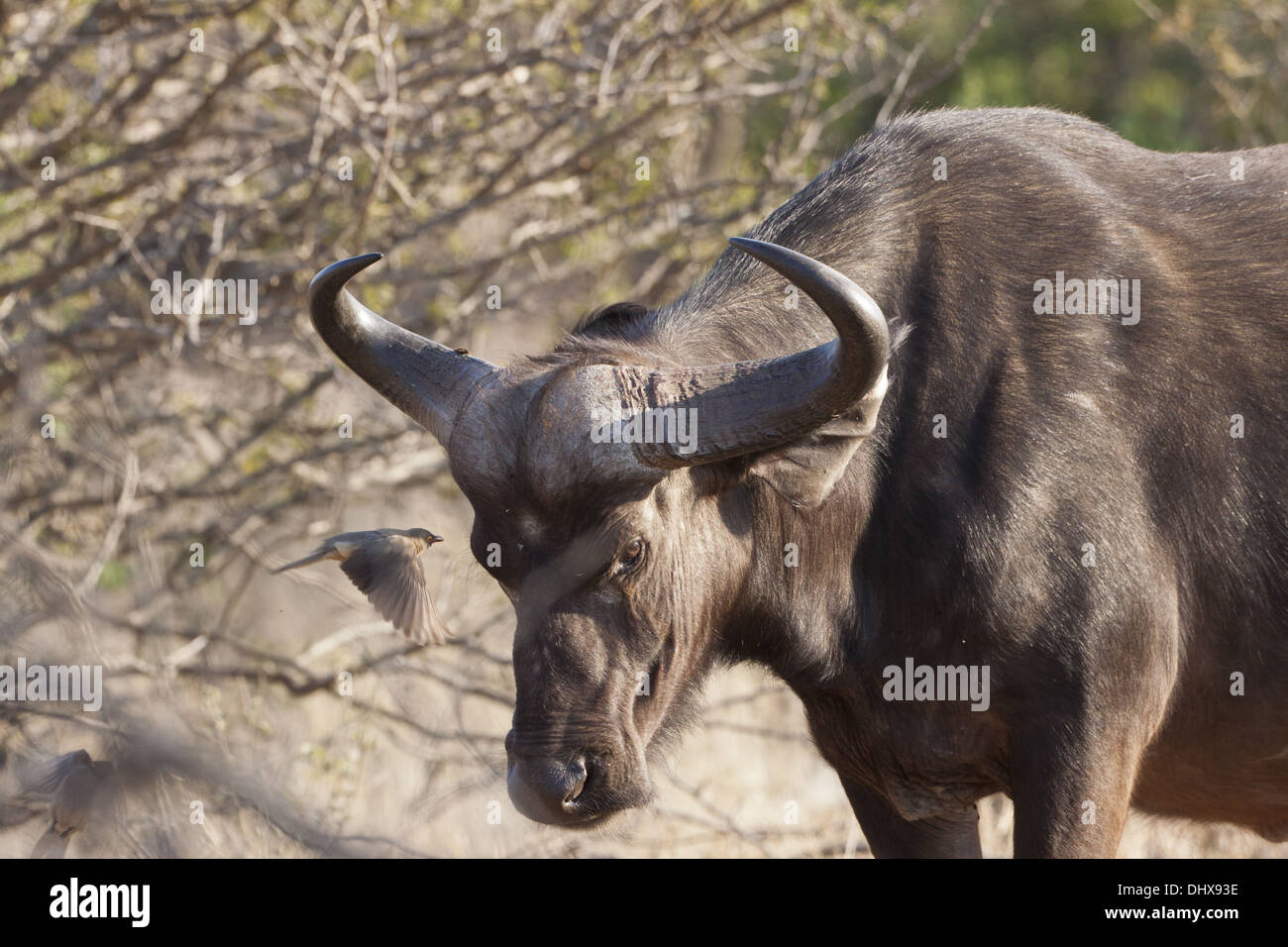 Buffalo flies hi-res stock photography and images - Alamy