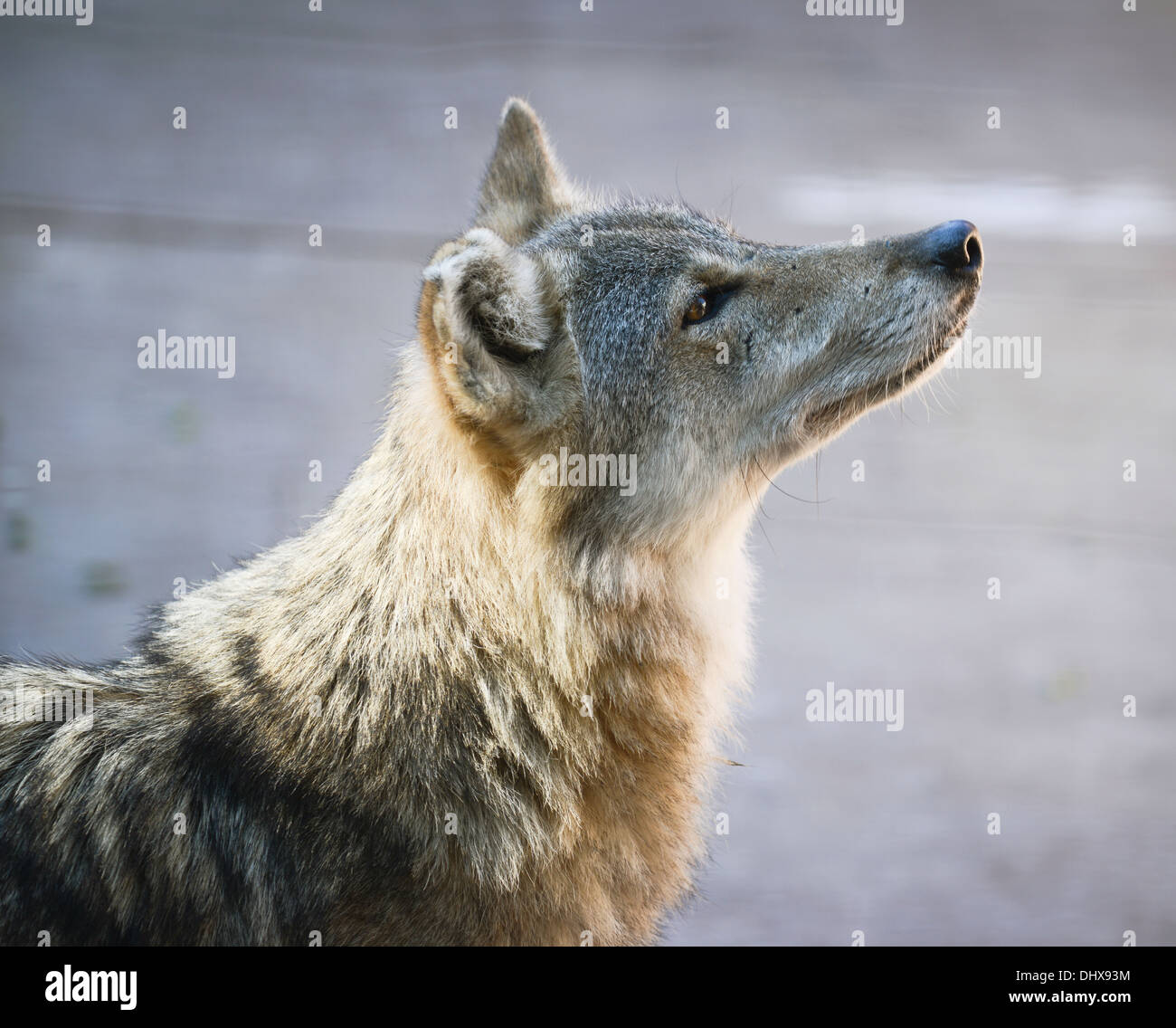 Beautiful wolf hi-res stock photography and images - Alamy