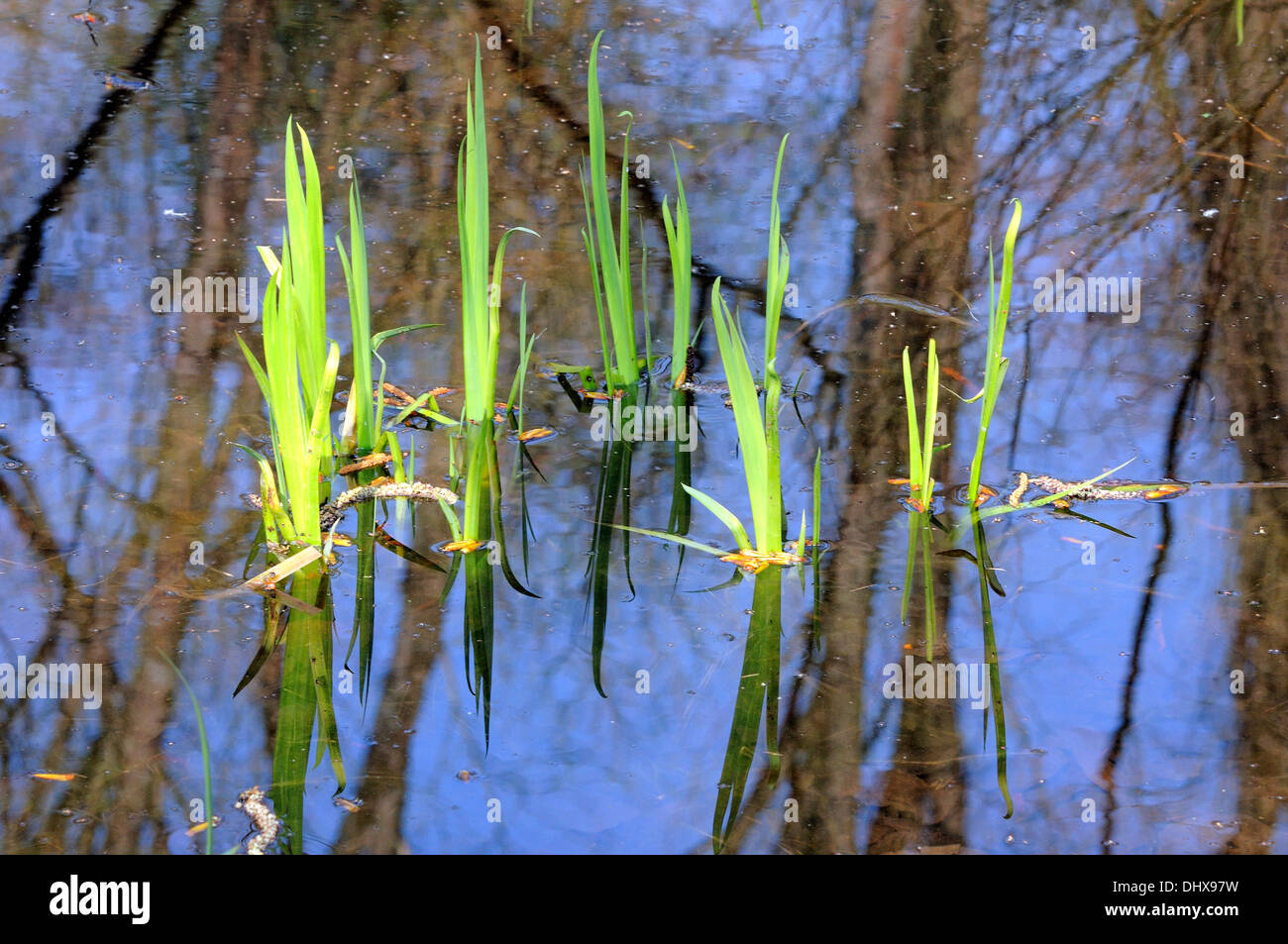 Plant reflections in water hi-res stock photography and images - Alamy