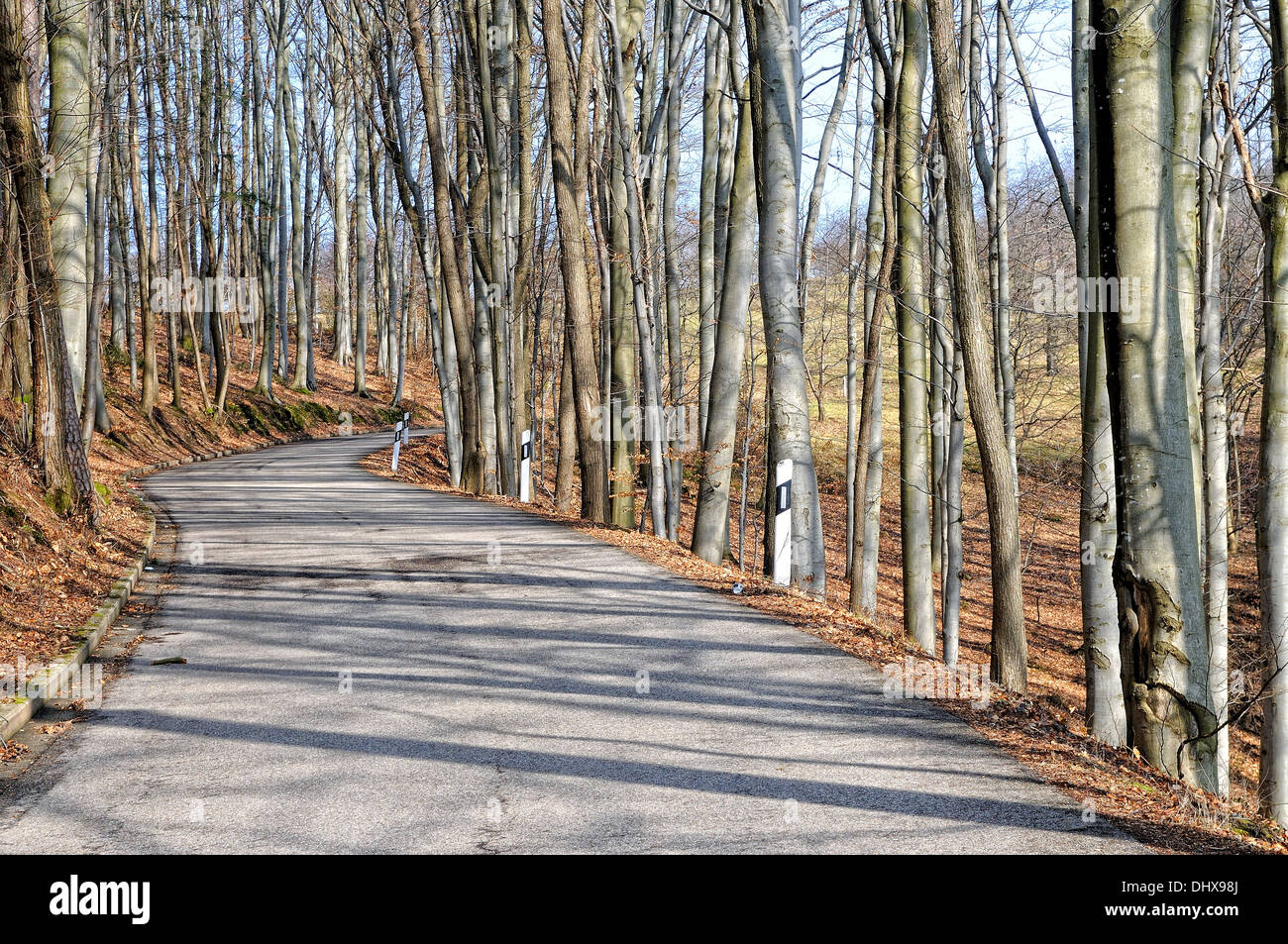 Road through the forest Stock Photo - Alamy