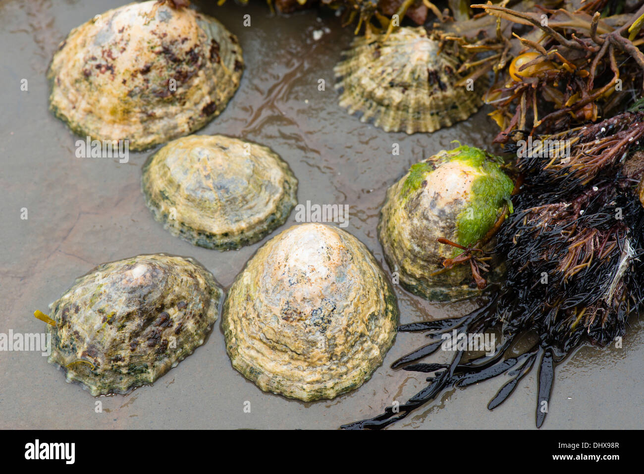 Limpet portrait hi-res stock photography and images - Alamy