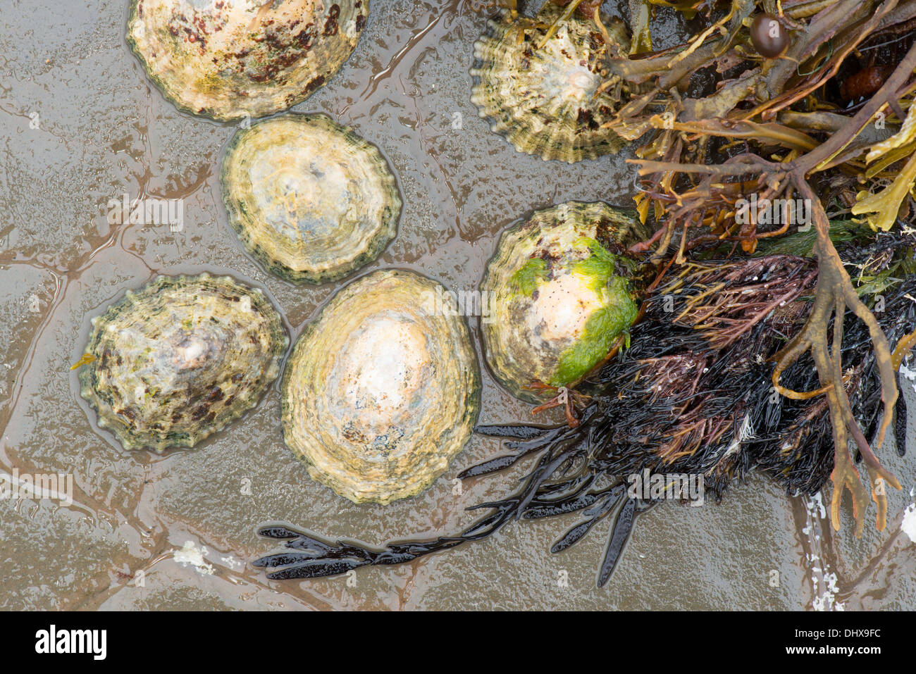Limpet portrait hi-res stock photography and images - Alamy