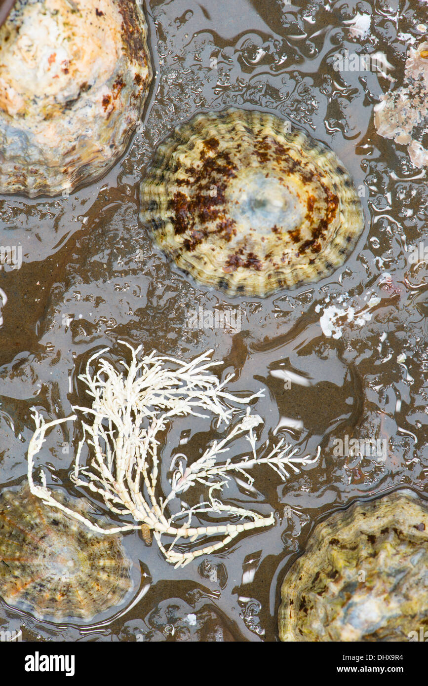Limpet portrait hi-res stock photography and images - Alamy