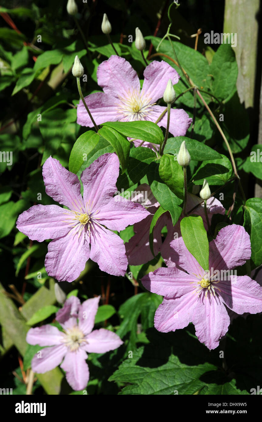Clematis kletterer hi-res stock photography and images - Alamy