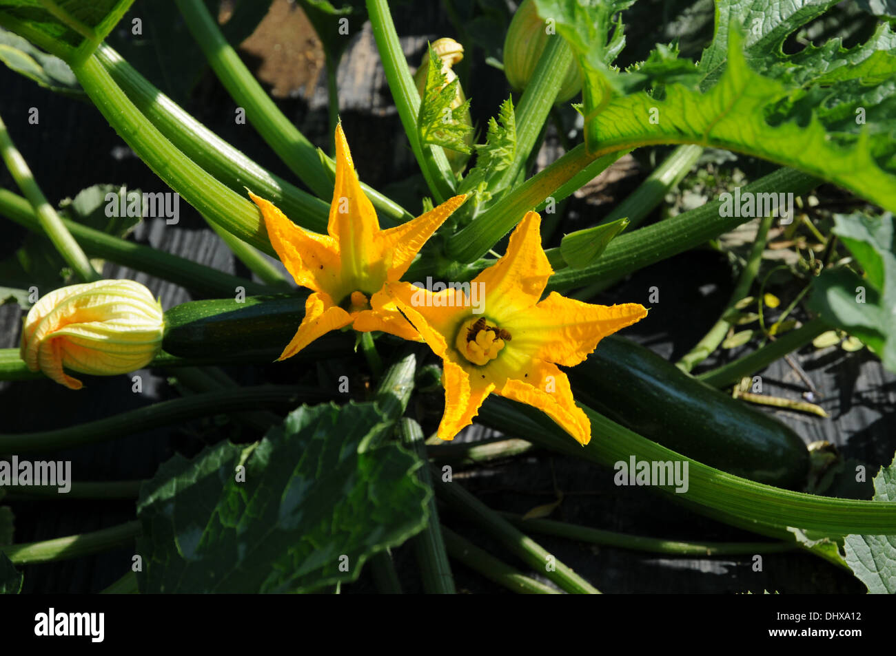 Zucchetti hi-res stock photography and images - Alamy