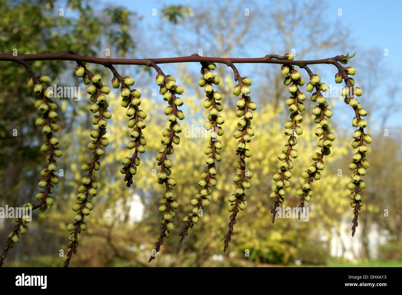 Stachyurus chinensis hi-res stock photography and images - Alamy