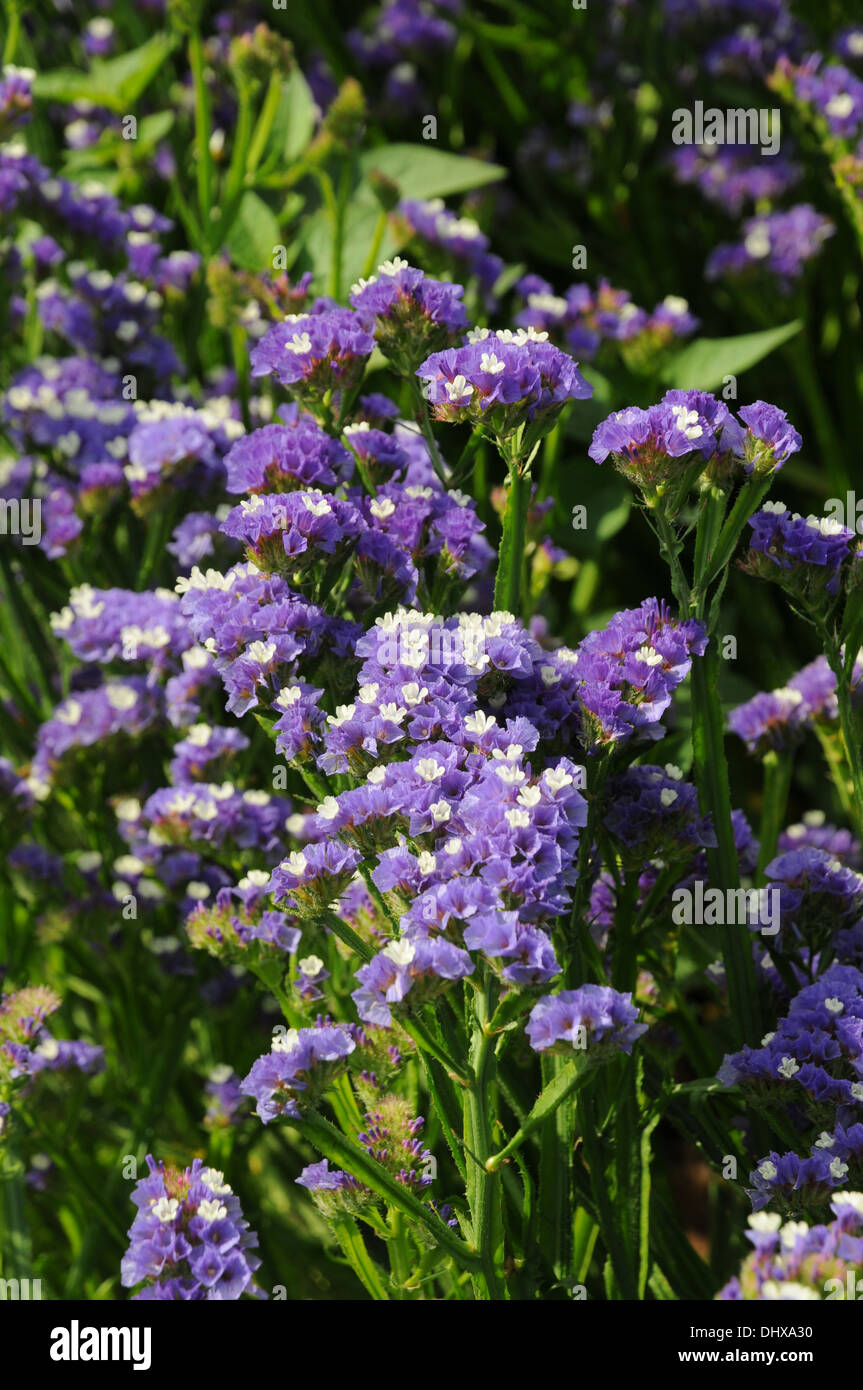 Sea beet flowers hi-res stock photography and images - Alamy
