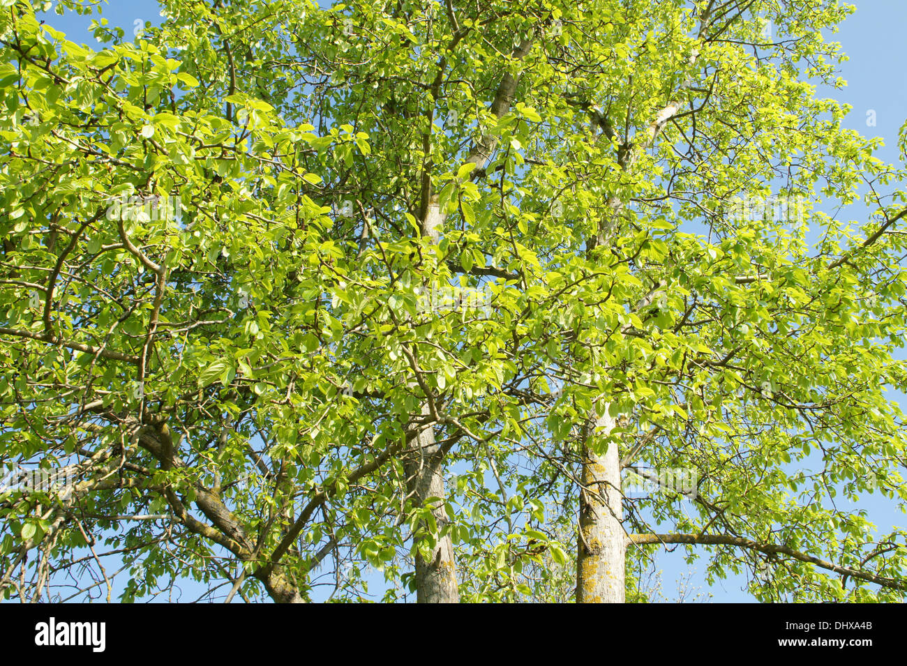 Korean poplar populus koreana hi-res stock photography and images - Alamy