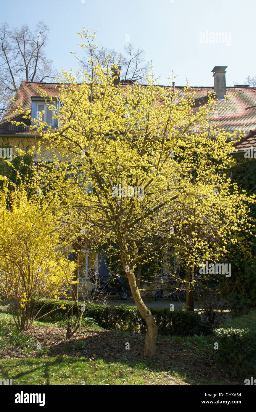 Forsythia fruit hi-res stock photography and images - Alamy