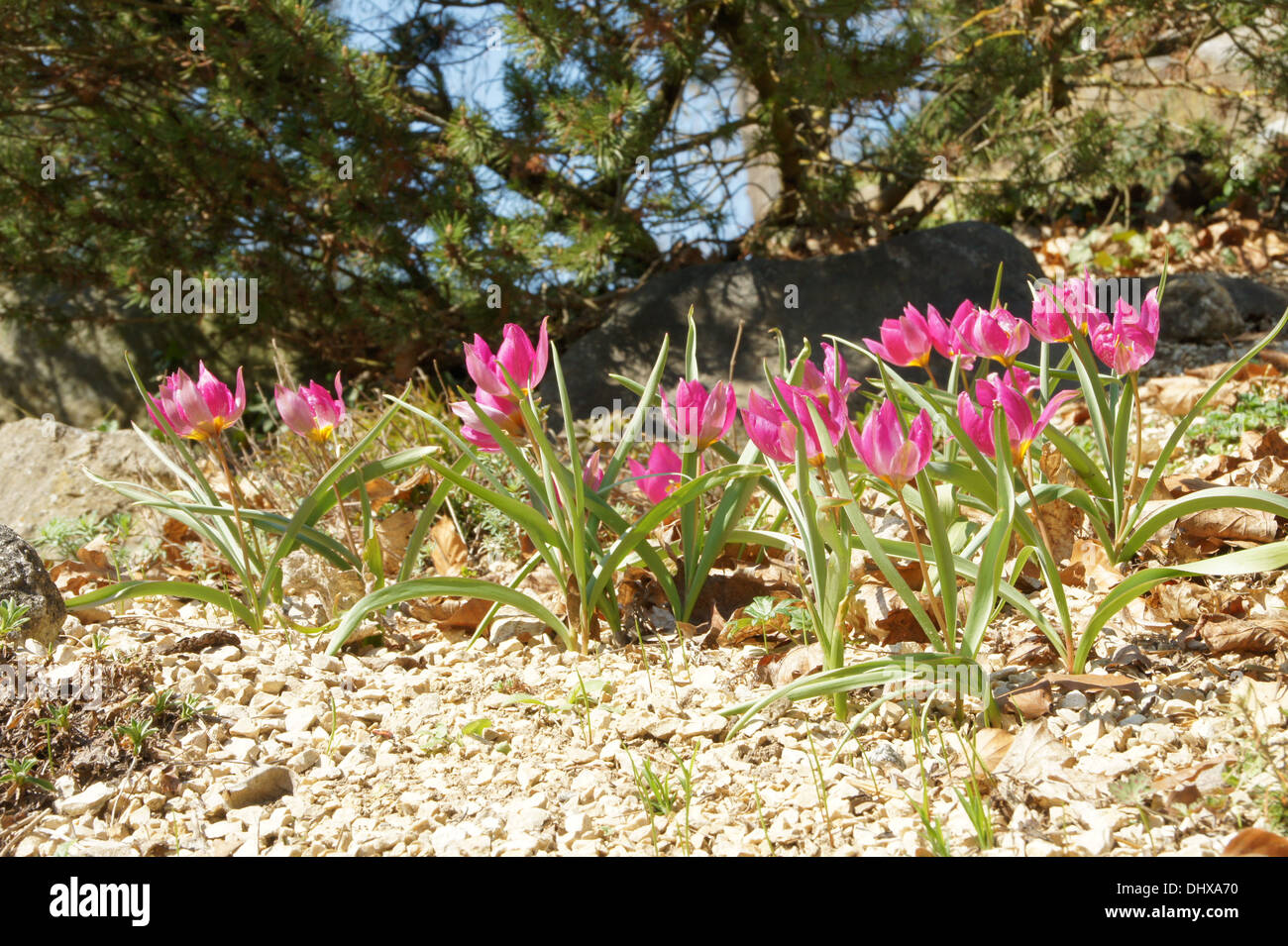 Dwarf tulip bulbs hi-res stock photography and images - Alamy