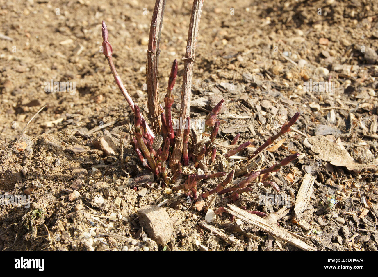 Hop stems hi-res stock photography and images - Alamy