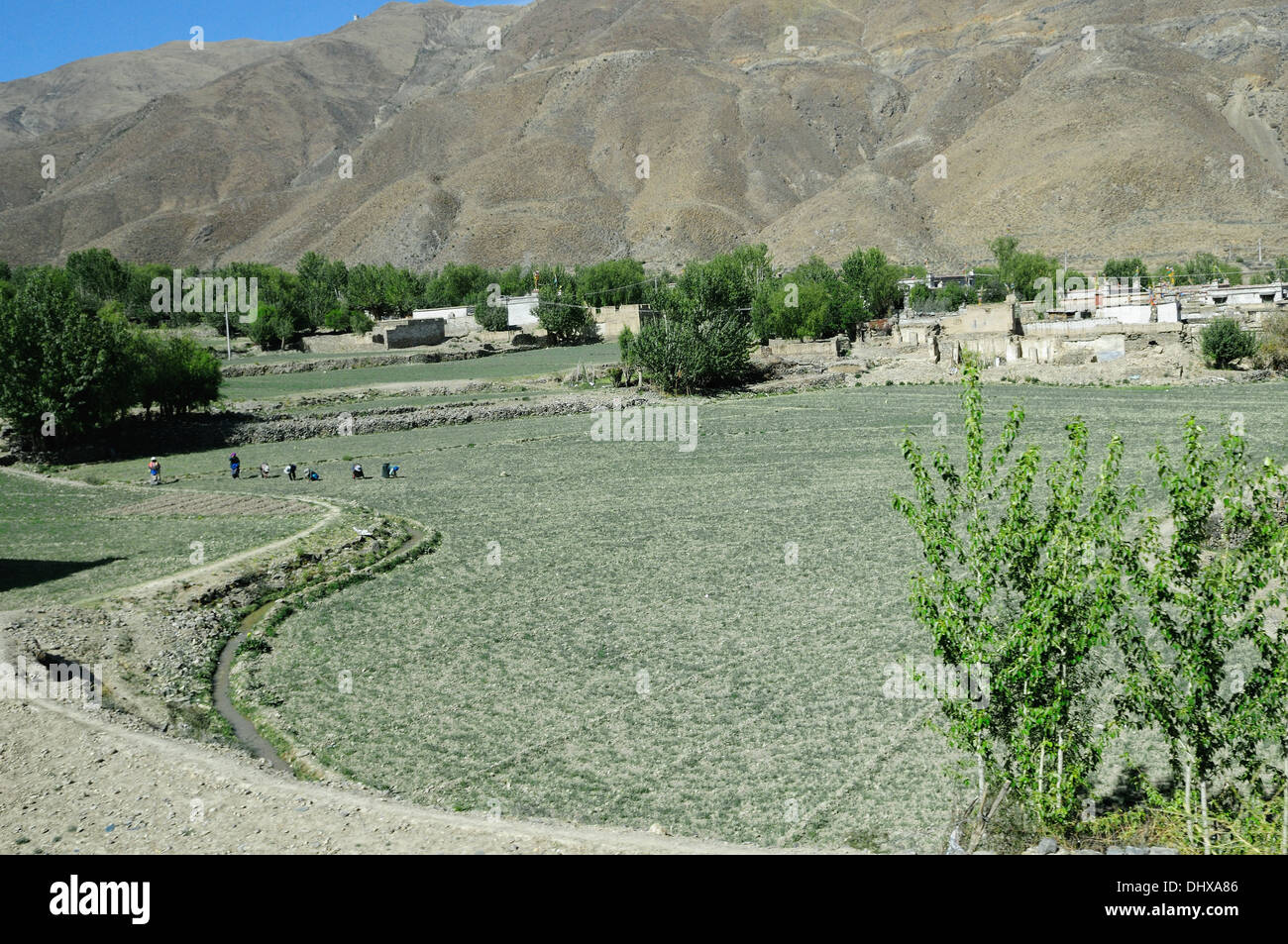 Agriculture in Tibet Stock Photo - Alamy
