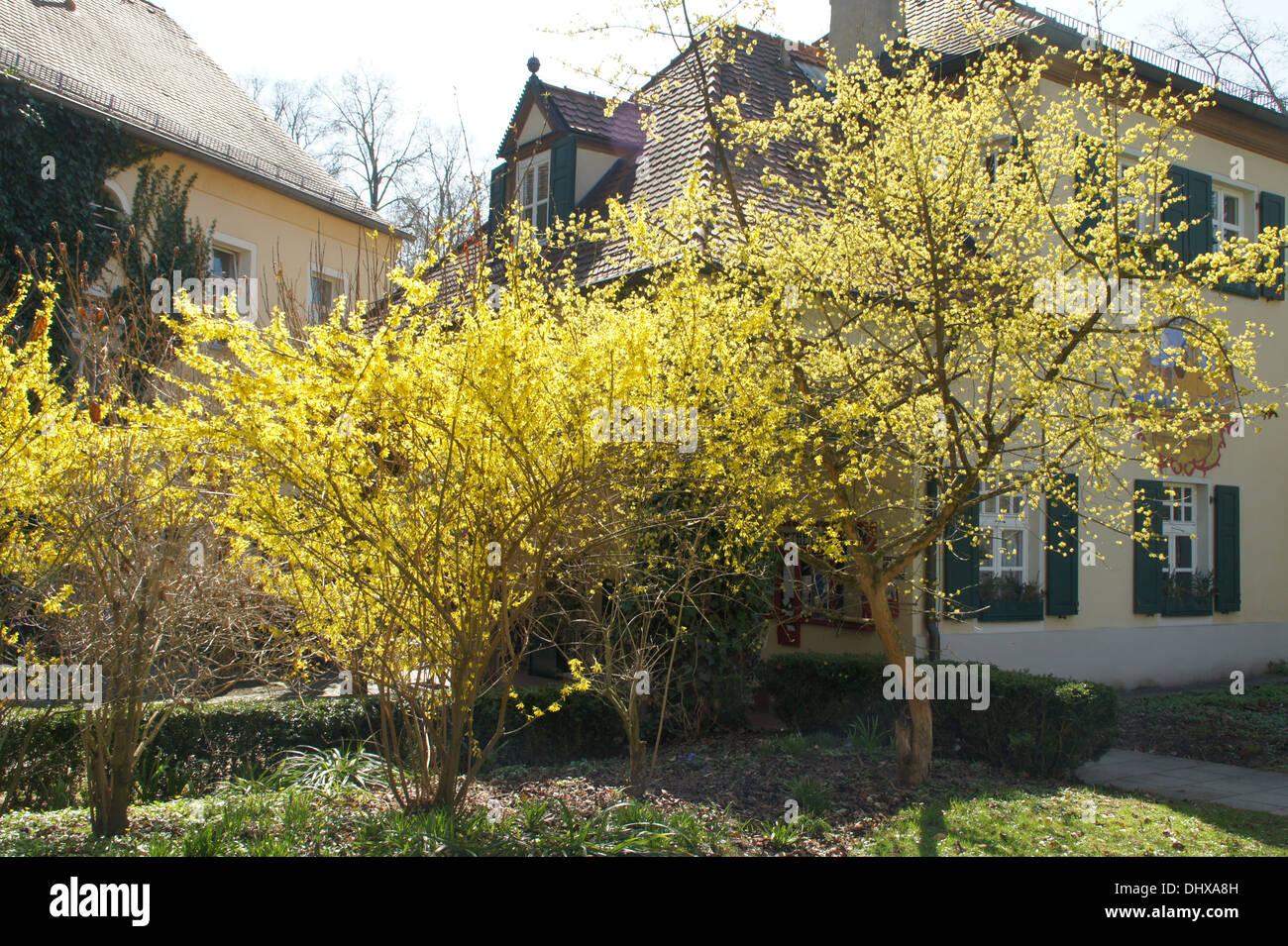 Forsythia fruit hi-res stock photography and images - Alamy