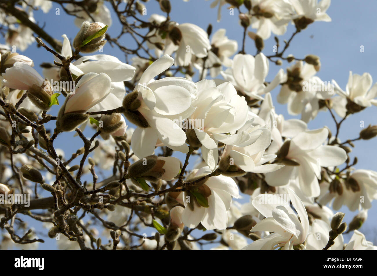 Magnolien strauch hi-res stock photography and images - Alamy