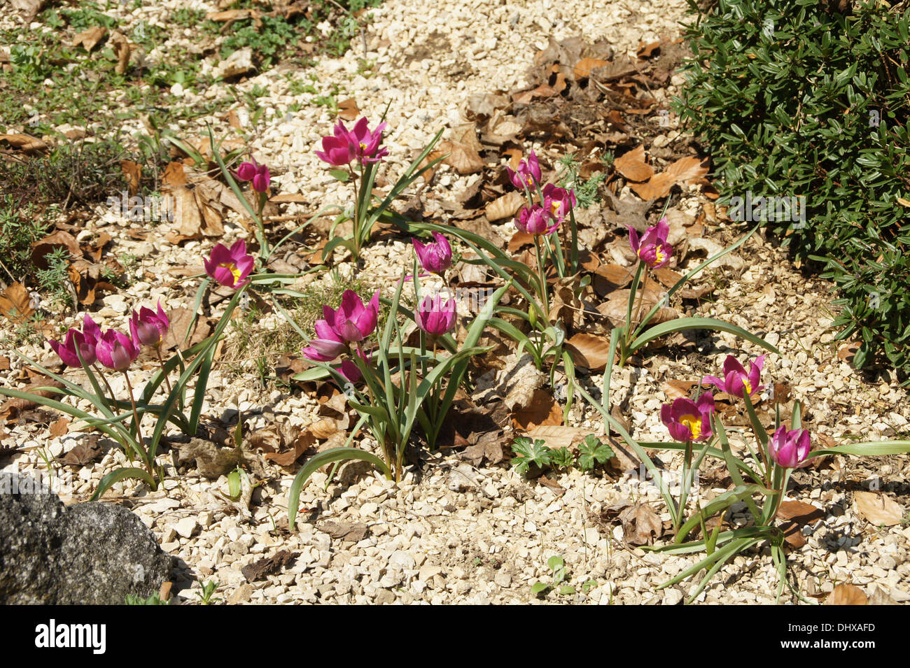 Dwarf tulips hi-res stock photography and images - Alamy