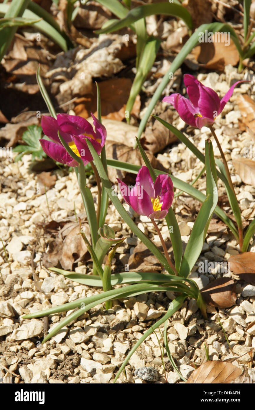 Dwarf tulip hi-res stock photography and images - Alamy