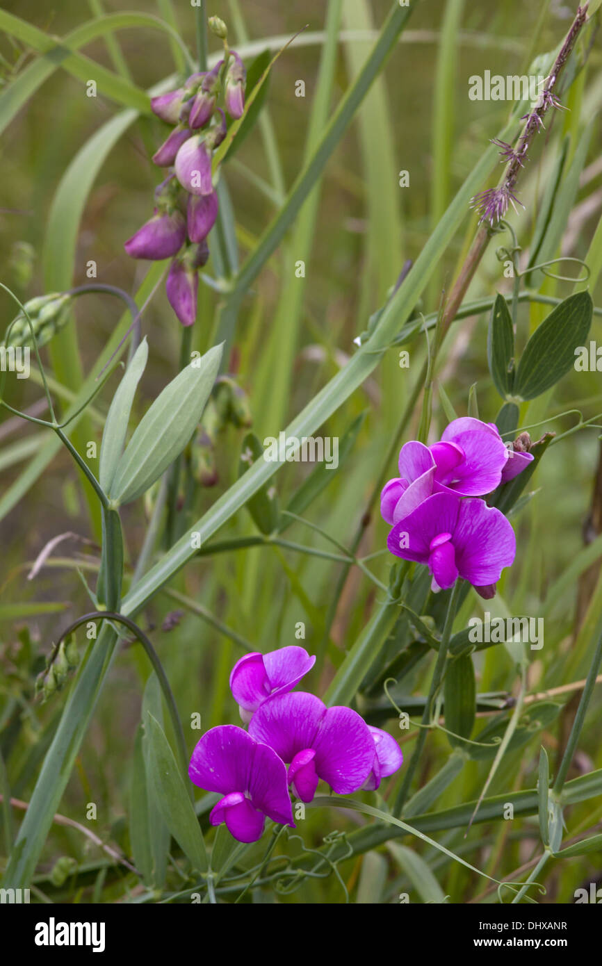 Peavine lathyrus latifolius hi-res stock photography and images - Alamy