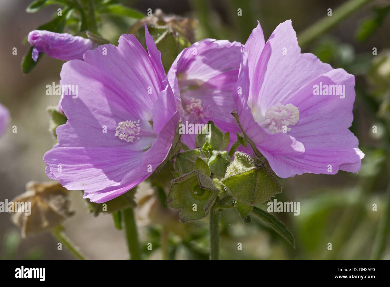 Greater Musk-Mallow, Malva alcea Stock Photo - Alamy