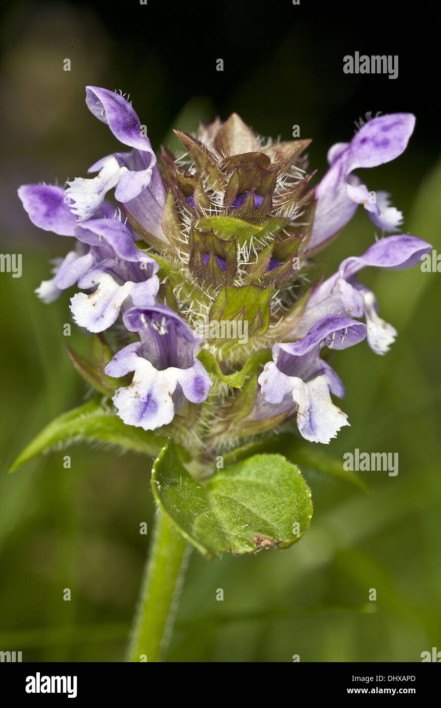 Self heal prunella vulgaris plants flowering hi-res stock photography ...
