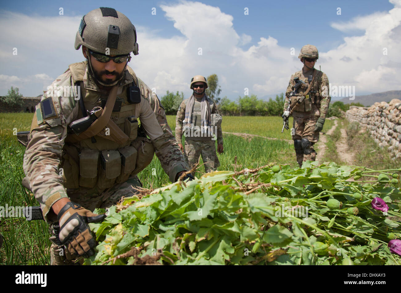 An Afghan special forces commando stacks opium poppies to be burnt in a ...
