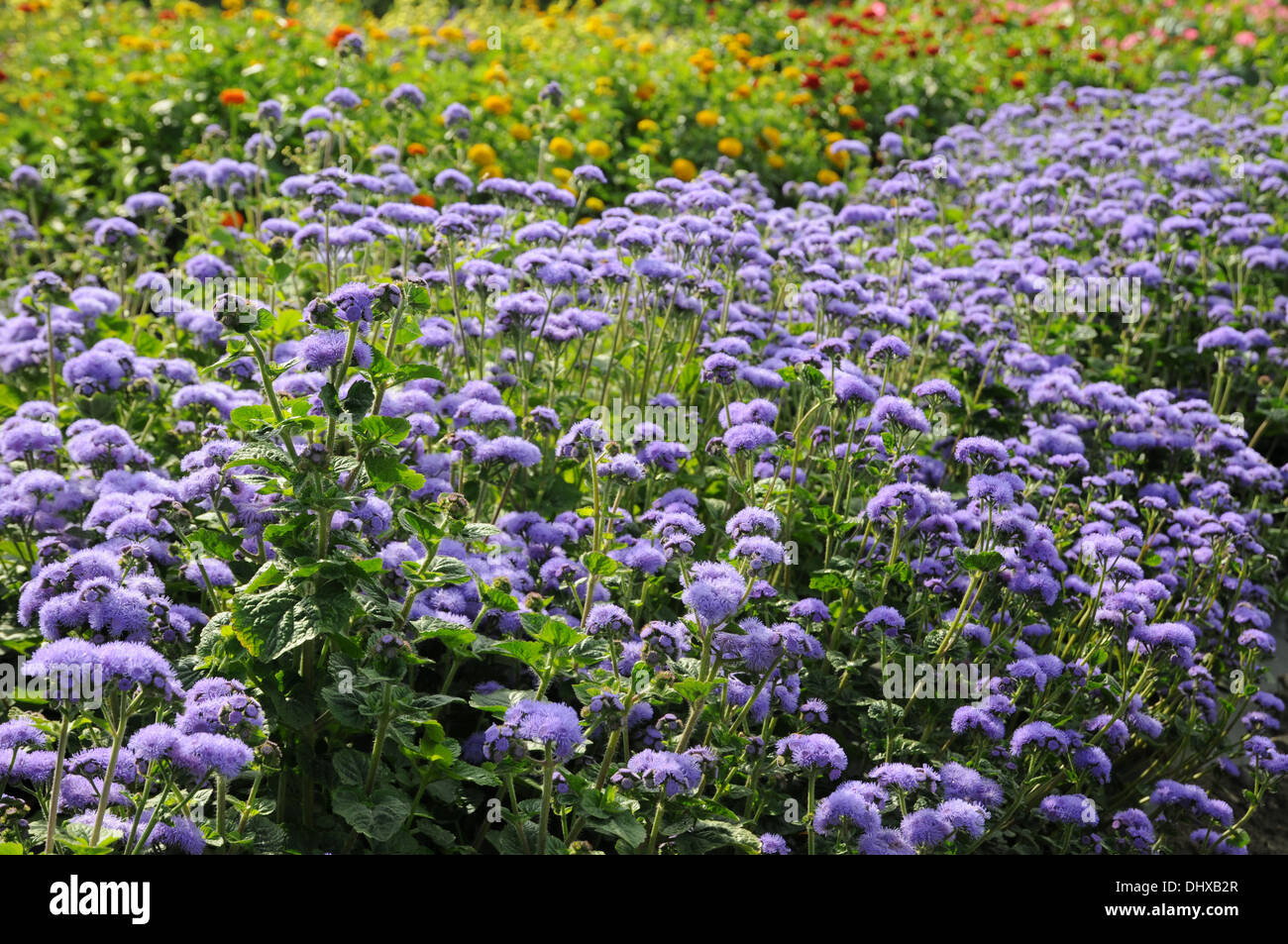 Blueweed High Resolution Stock Photography and Images - Alamy
