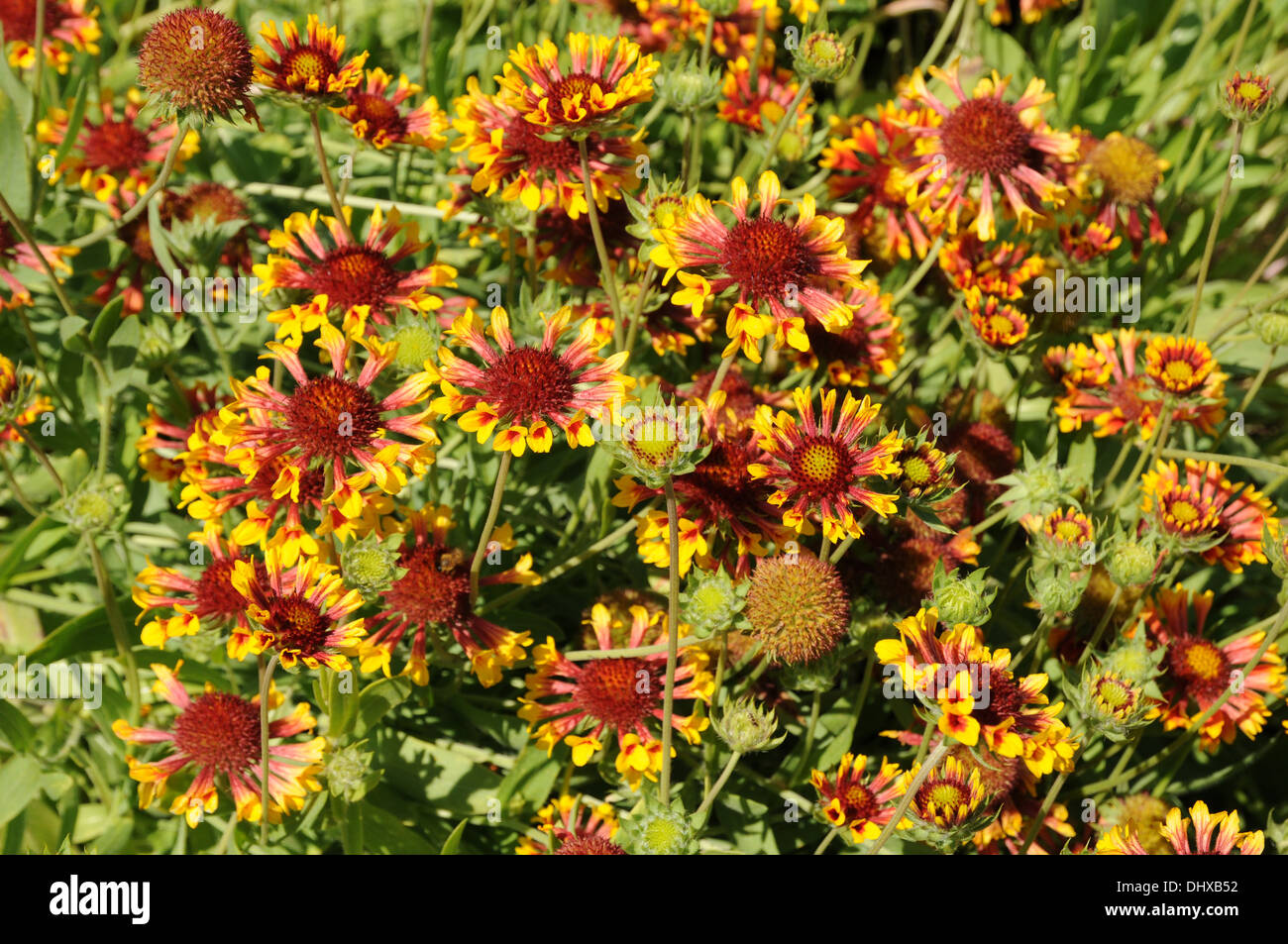 Blanketflowers hi-res stock photography and images - Alamy