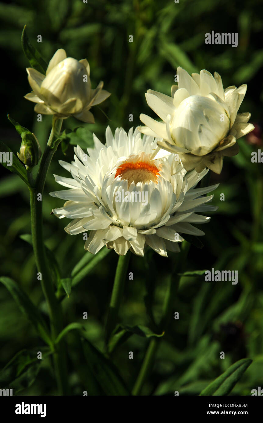 Everlasting daisies hi-res stock photography and images - Alamy